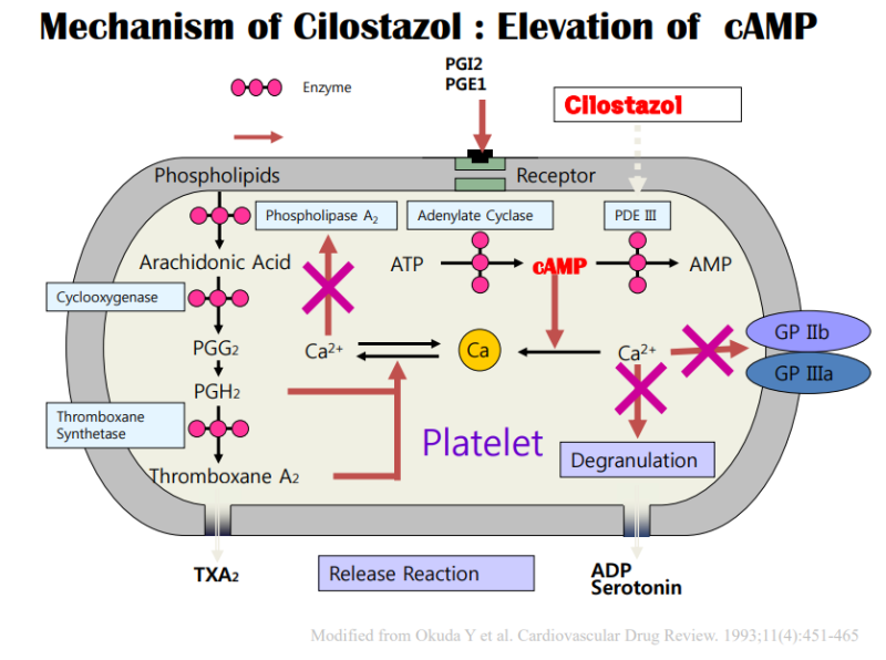 Cilostazol에 대해서 (실로스타졸) : 네이버 블로그