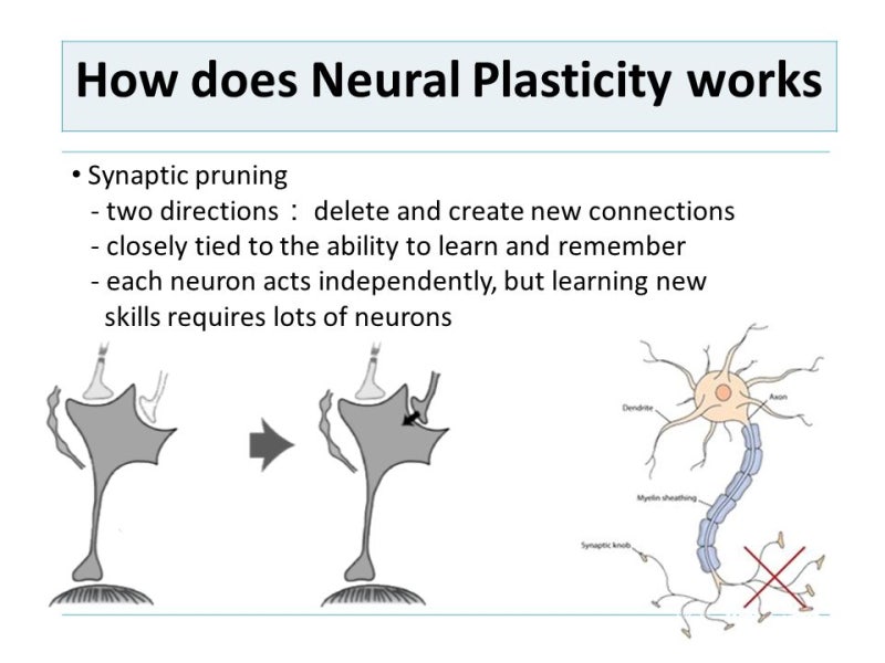 뇌 가소성 이론(Neuroplasticity theory) : 네이버 블로그