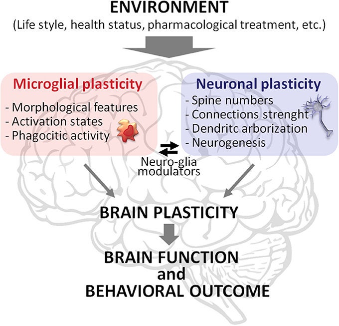 뇌 가소성 이론(Neuroplasticity theory) : 네이버 블로그