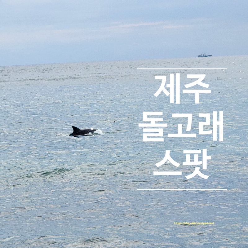 제주도 돌고래 스팟 및 출몰 시간feat 제주 여행 한 번에 성공 네이버 블로그
