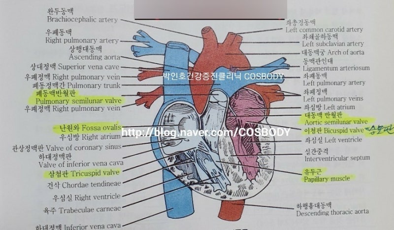 인체생리학 🔷️19 심장 And 순환생리 심장 일반구조 심근 특성 자동능 And 심장 자극전도계 심장주기 네이버 블로그