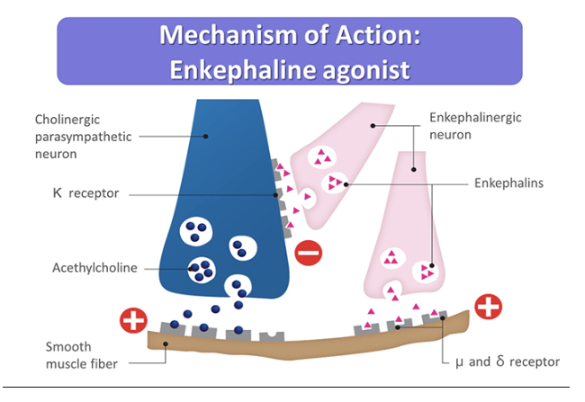 포리부틴정 : 성분, 기전 / 효능 / 부작용 및 주의사항 / 임산부,수유부 복용? / 위장관 질환의 한의학적 치료 (트리메부틴 ...