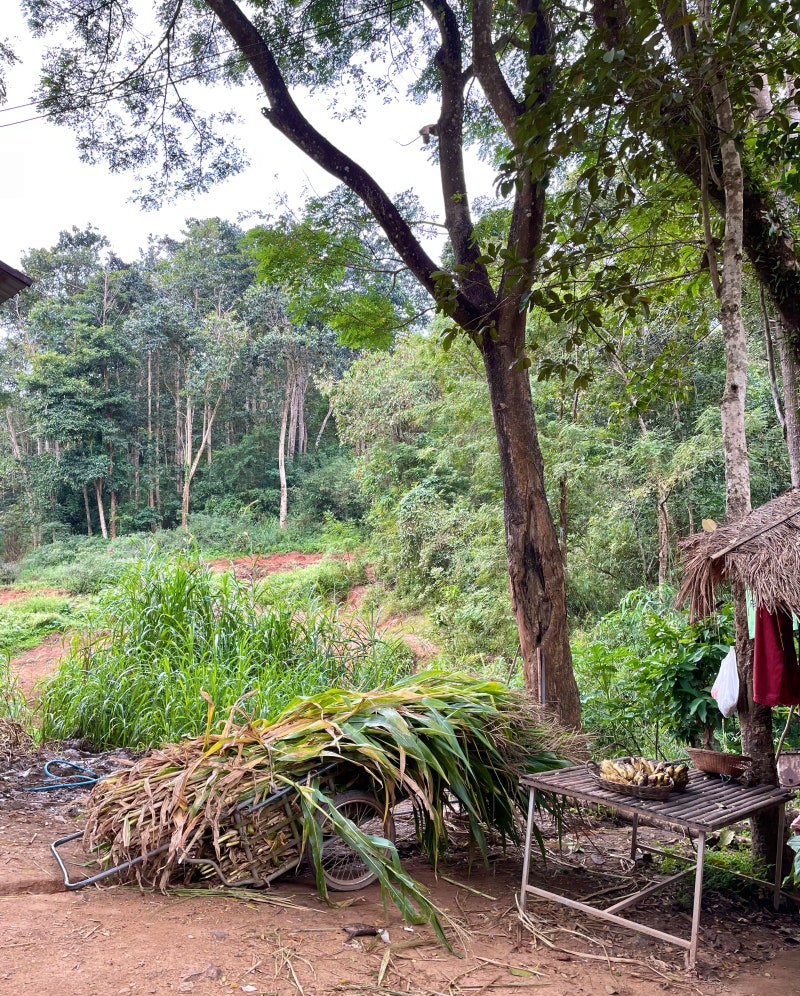 태국 치앙마이 방갈로숙소 타완 리버사이드 엘리펀트리조트 (Tawan Riverside) 코끼리호텔,타완레스토랑 후기 - 1day ...