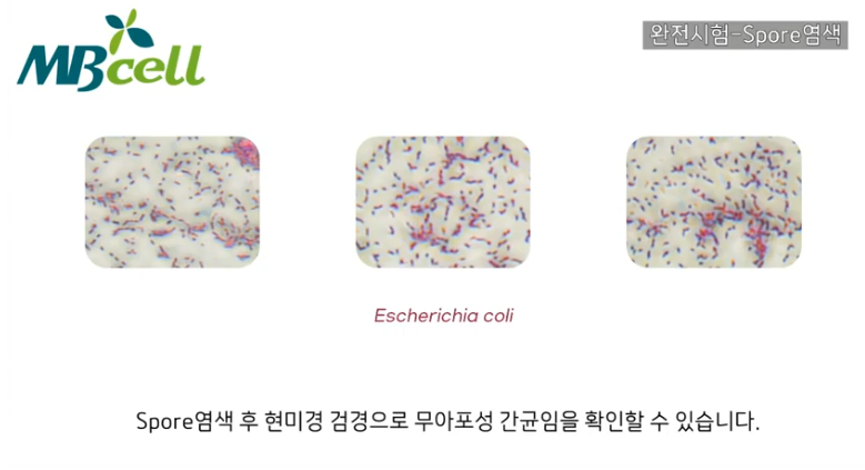 [식품공전 실험] 대장균군 정성시험 - BGLB배지법 / 추정시험, 확정시험, 완전시험 한번에 알아보기/ BGLB 2% ...