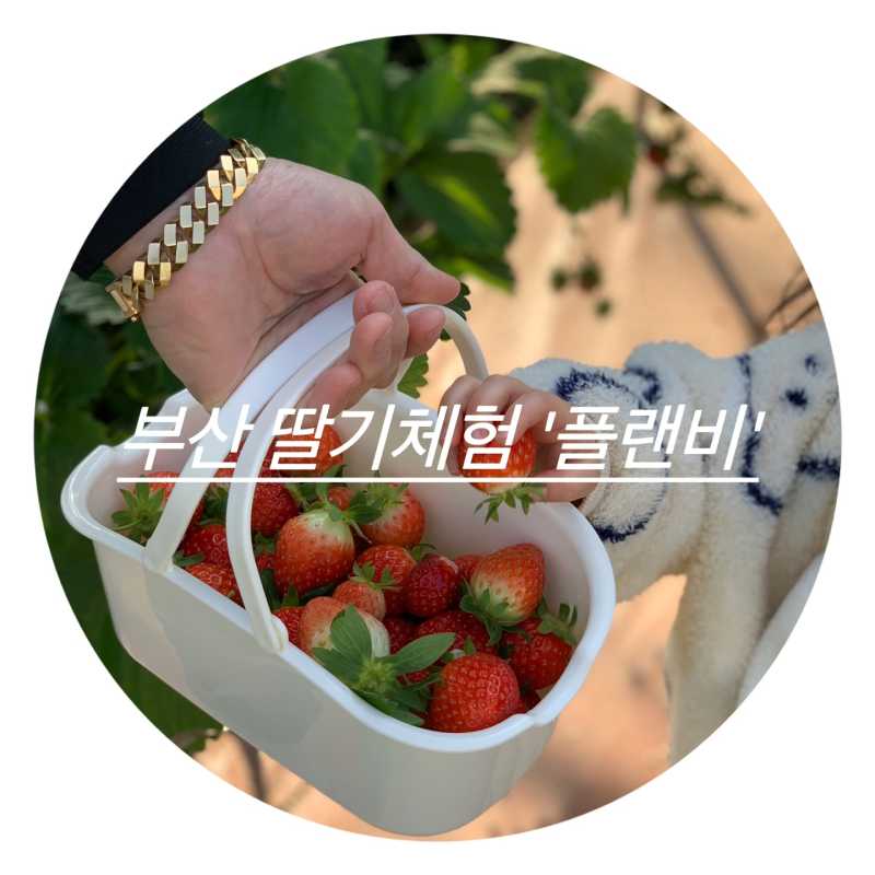 부산 딸기체험 농장 플랜비아기 딸기따기 체험 부산 어린이 체험 겨울 체험학습 추천 네이버 블로그