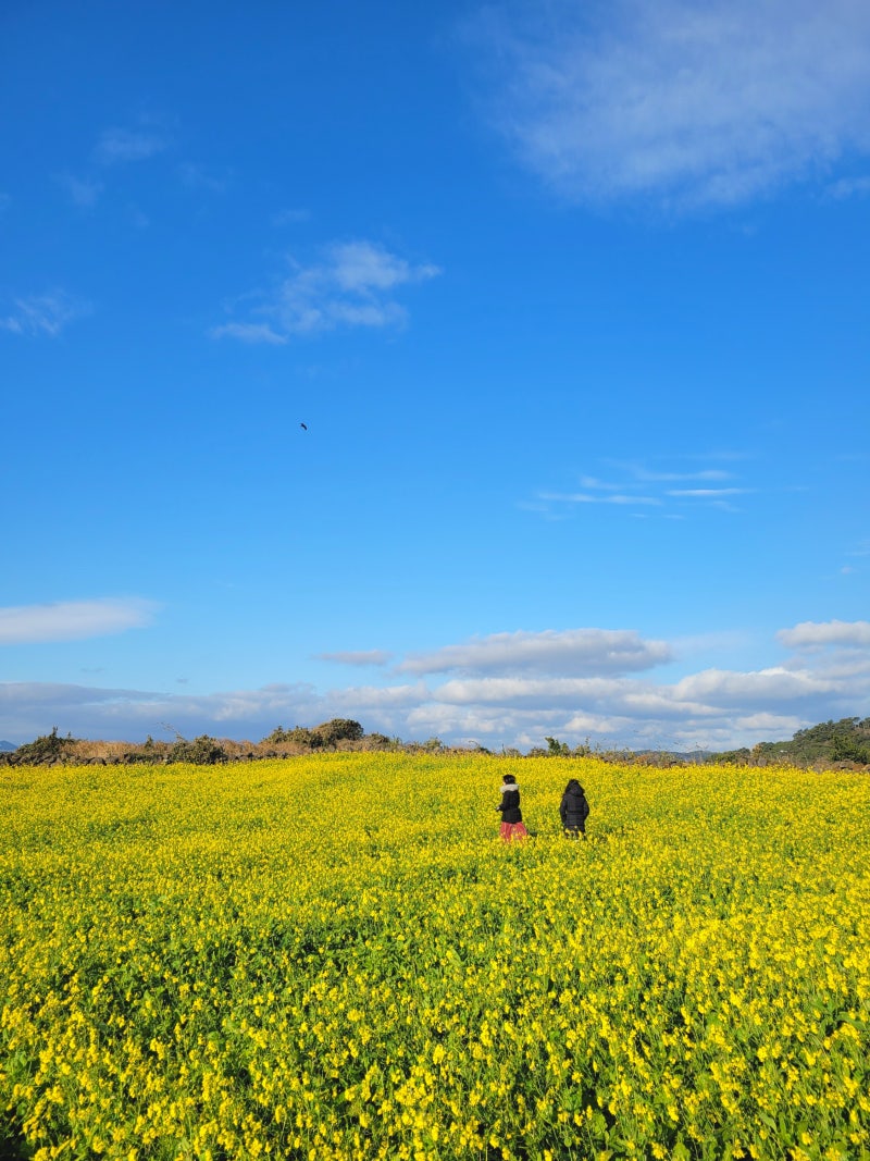 제주도 1월 유채꽃 가볼만한곳 성산일출봉 근처 일출봉유채밭 네이버 블로그