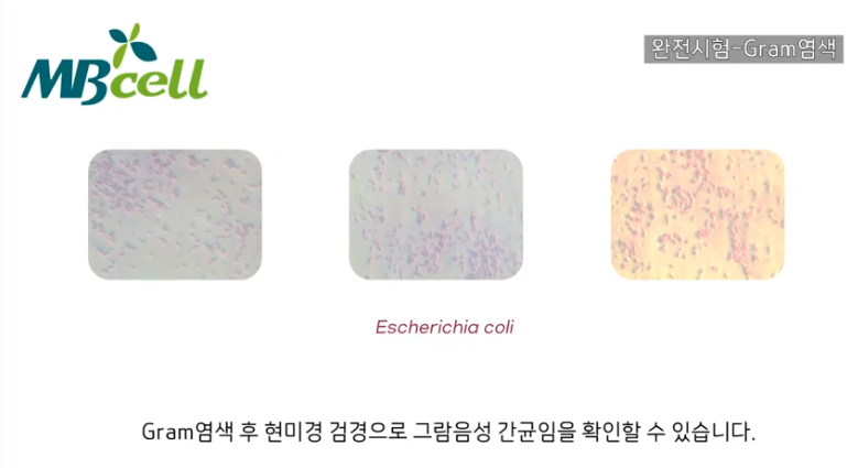 [식품공전 실험] 대장균군 정성시험 - BGLB배지법 / 추정시험, 확정시험, 완전시험 한번에 알아보기/ BGLB 2% ...
