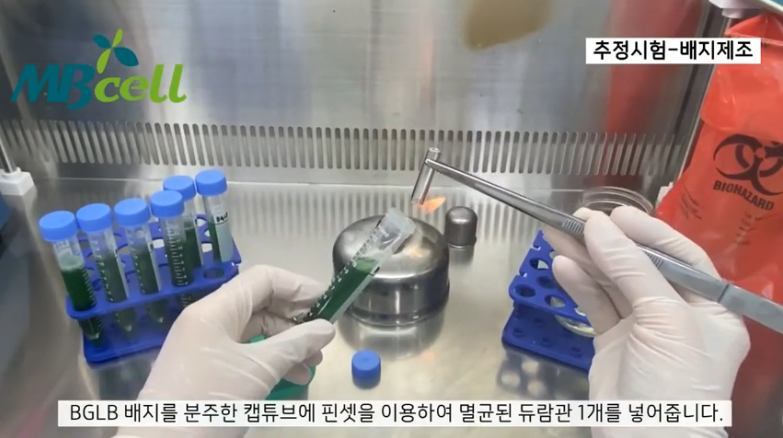 [식품공전 실험] 대장균군 정성시험 - BGLB배지법 / 추정시험, 확정시험, 완전시험 한번에 알아보기/ BGLB 2% ...