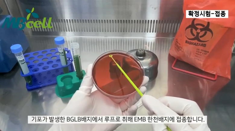 [식품공전 실험] 대장균군 정성시험 - BGLB배지법 / 추정시험, 확정시험, 완전시험 한번에 알아보기/ BGLB 2% ...