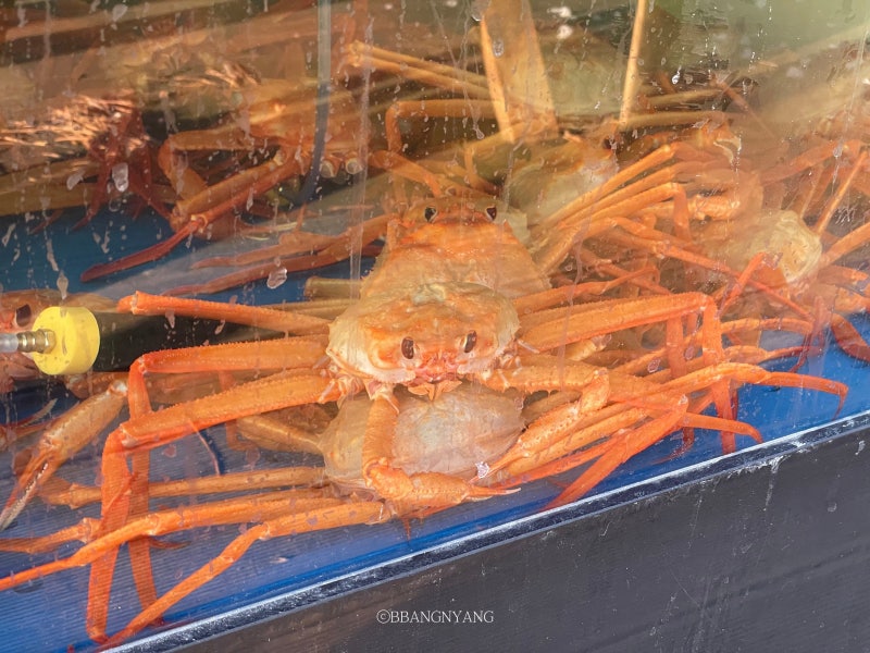 강릉 초당동 맛집 유환식당 홍게장 전복장 정식 내돈내산 후기 매번 먹는 초당순두부가 지겹다면 추천~ 네이버 블로그