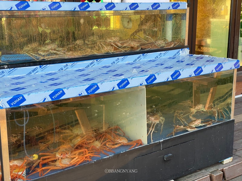 강릉 초당동 맛집 유환식당 홍게장 전복장 정식 내돈내산 후기 매번 먹는 초당순두부가 지겹다면 추천~ 네이버 블로그