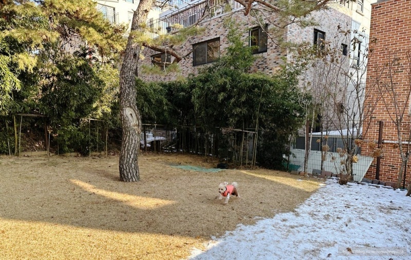 하남 애견카페 천연잔디 애견운동장과 넓은 실내카페까지 만족스러웠던 펍파크 아니고 펖파크 네이버 블로그