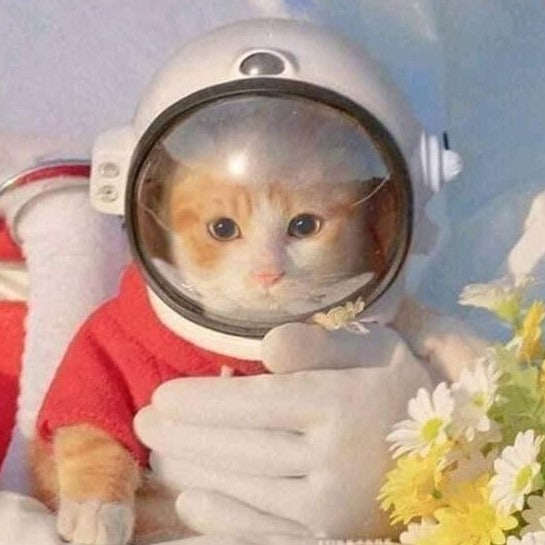 [인스타그램 카톡 프사 모음] 귀여운 고양이 공유 네이버 블로그
