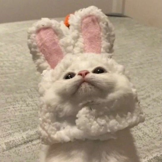 인스타그램카톡 프사 모음 귀여운 고양이 공유 네이버 블로그