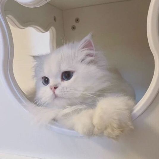 인스타그램카톡 프사 모음 귀여운 고양이 공유 네이버 블로그