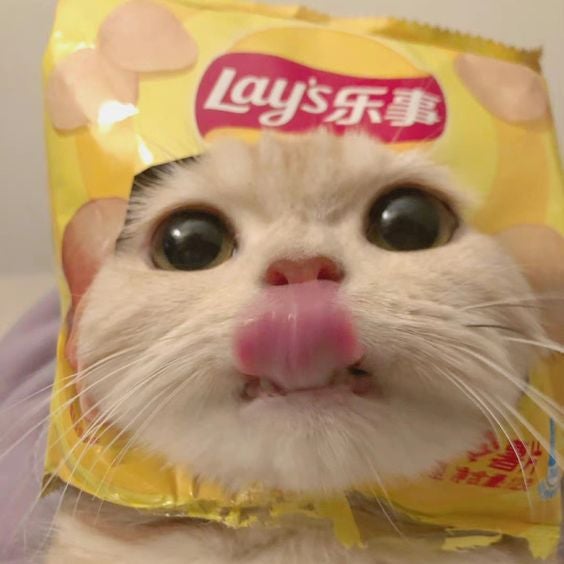[인스타그램 카톡 프사 모음] 귀여운 고양이 공유 네이버 블로그