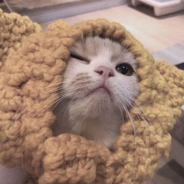 [인스타그램 카톡 프사 모음] 귀여운 고양이 공유 네이버 블로그