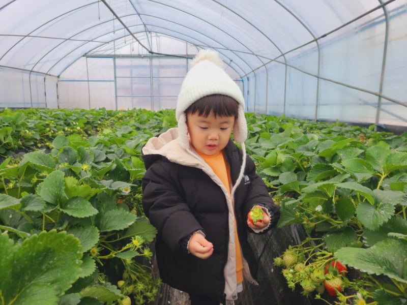 남양주 딸기체험 농장 겨울 아기랑 갈만한곳 네이버 블로그