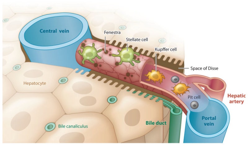 간의 해부학(Anatomy of Liver) : 네이버 블로그