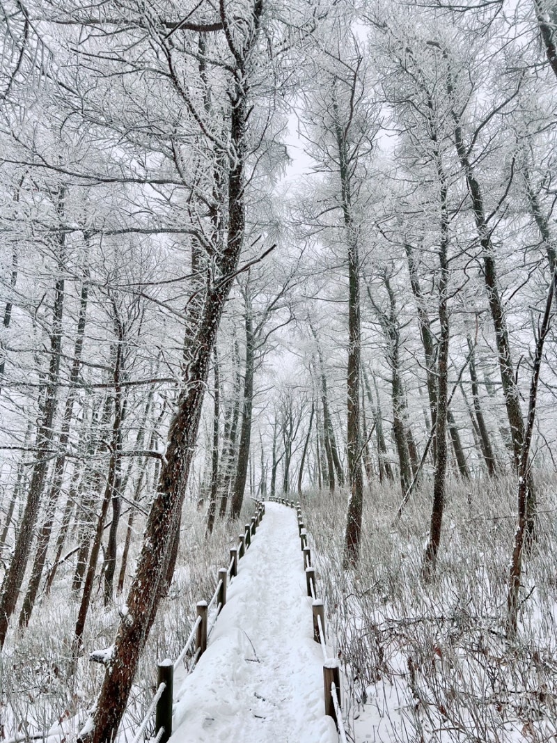 태기산 눈꽃 산행 (하얀 설산에서 눈썰매 타기) : 네이버 블로그
