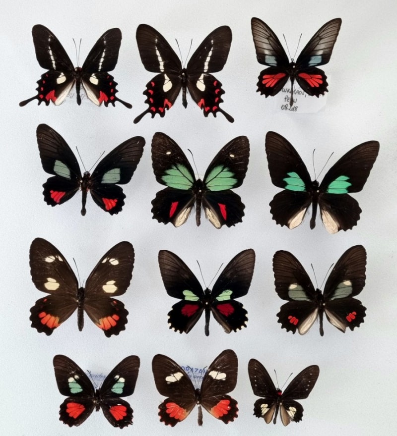 🦋 genus Parides (cattlehearts) : 네이버 블로그