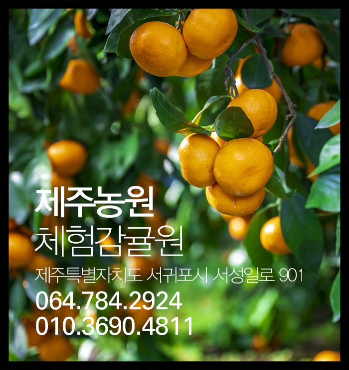 제주 귤따기체험 제주도 제주 감귤체험 제주 농원 네이버 블로그