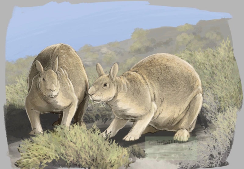[고생물 뉴스] 전설의 토끼왕 : 네이버 블로그