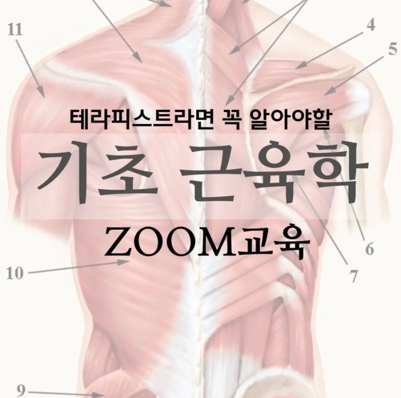 상체 근육학 기시정지작용신경 정리본 네이버 블로그