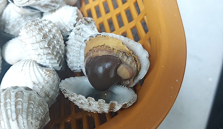 꼬막 비빔밥 양념장 레시피 꼬막해감 삶는법 데치기 세척 꼬막손질 꼬막삶는시간 방법 꼬막까는법꼬막비빔장 꼬막양념장 소스