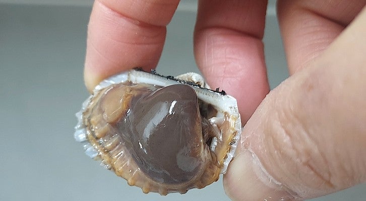 꼬막이 온다꼬막비빔밥레시피꼬막해감꼬막 삶는법꼬막 데치기꼬막세척꼬막손질꼬막삶는시간 방법 꼬막까는법꼬막비빔장꼬막