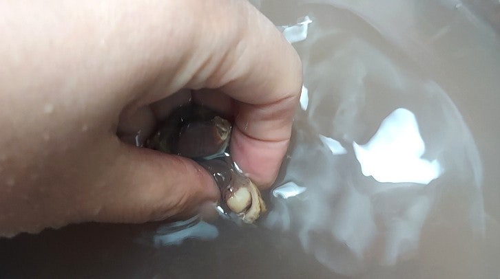 꼬막 비빔밥 양념장 레시피 꼬막해감 삶는법 데치기 세척 꼬막손질 꼬막삶는시간 방법 꼬막까는법꼬막비빔장 꼬막양념장 소스