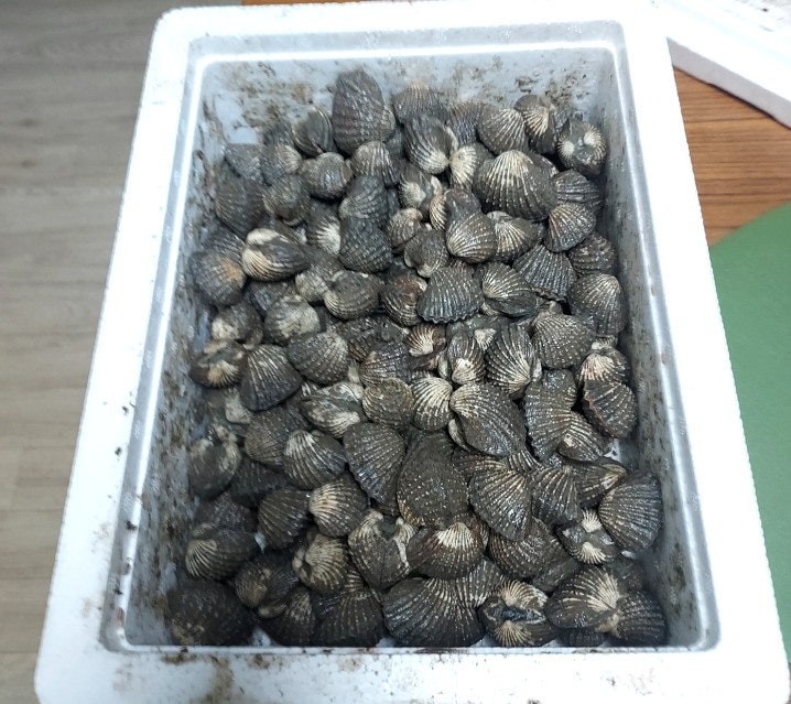 꼬막 비빔밥 양념장 레시피 꼬막해감 삶는법 데치기 세척 꼬막손질 꼬막삶는시간 방법 꼬막까는법꼬막비빔장 꼬막양념장 소스