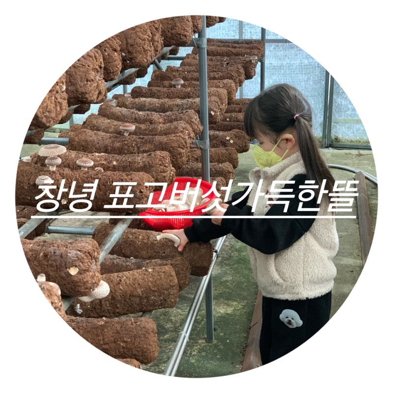 경남 부산근처 창녕 버섯따기 체험 피자만들기 체험 표고버섯가득한뜰경남 이색체험 경남 아기 체험 부산근처 아기 체험활동