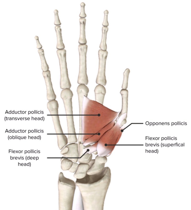 뉴만 키네시올로지 대신 공부해드립니다 23 ~p353 Ulnar Deviation 백조목변형 단추구멍변형 네이버 블로그