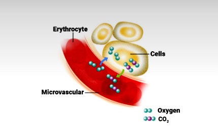Breathing과 Respiration의 차이 : 네이버 블로그