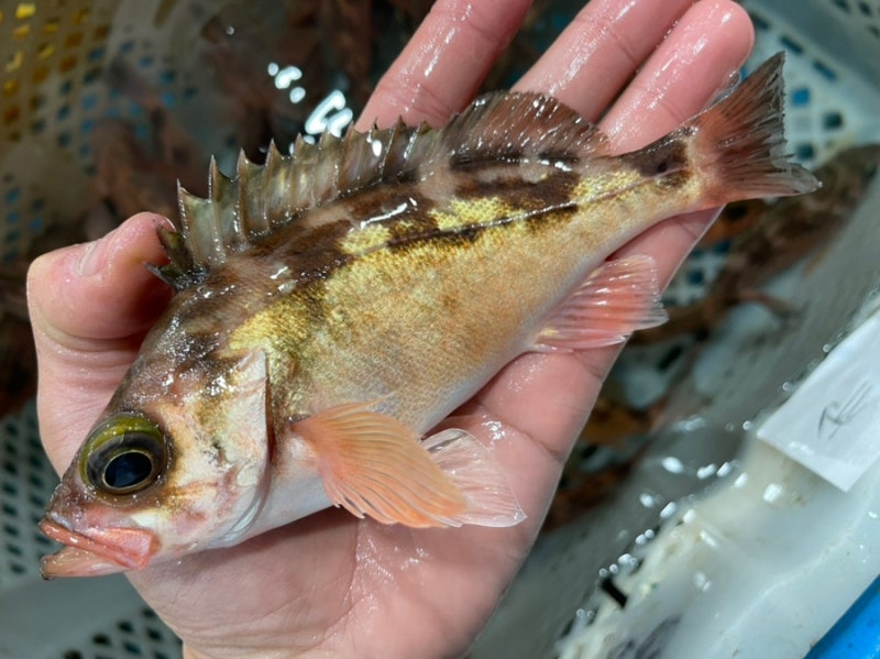 "열기"라는 물고기를 아시나요? │ 불볼락, 도화볼락 : 네이버 블로그