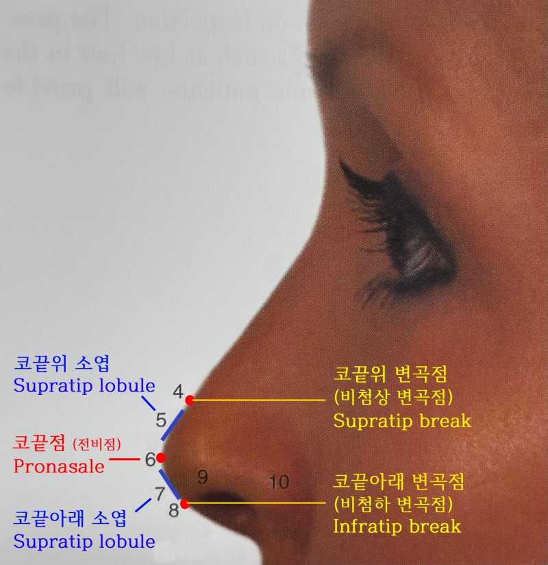 [코성형] 코 부위별 명칭, 이름, 각도 용어 완벽 총정리 해봅시다. (feat. 코성형 상담 전 준비사항) : 네이버 블로그