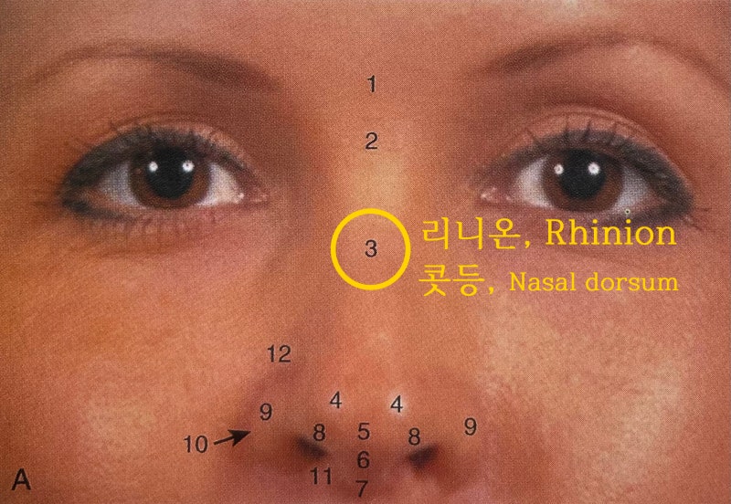[코성형] 코 부위별 명칭, 이름, 각도 용어 완벽 총정리 해봅시다. (feat. 코성형 상담 전 준비사항) : 네이버 블로그