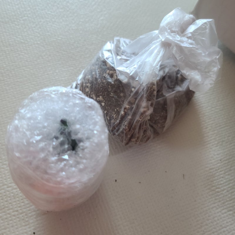 미니 실내 거실화분 반려식물 다육 공기정화식물 인테리어 벌터농원 다육농장꾸미기물주기 네이버 블로그