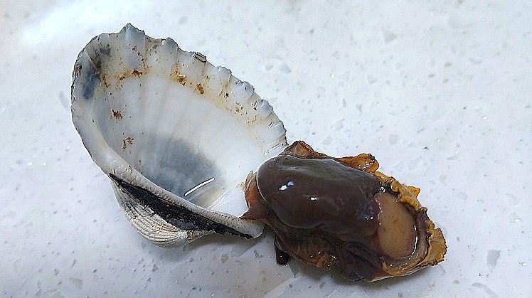 꼬막이 온다꼬막비빔밥레시피꼬막해감꼬막 삶는법꼬막 데치기꼬막세척꼬막손질꼬막삶는시간 방법 꼬막까는법꼬막비빔장꼬막
