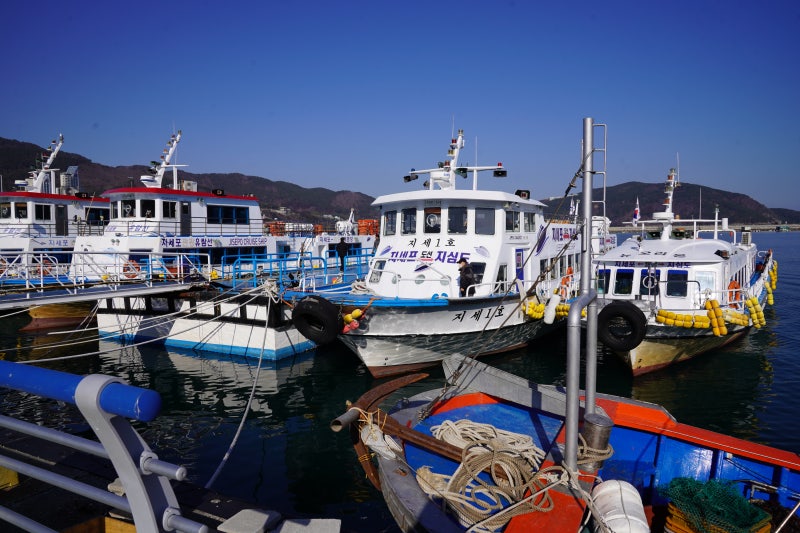 거제 동백섬 지심도 배편 지세포항에서 동백꽃 보러 가는법 네이버 블로그