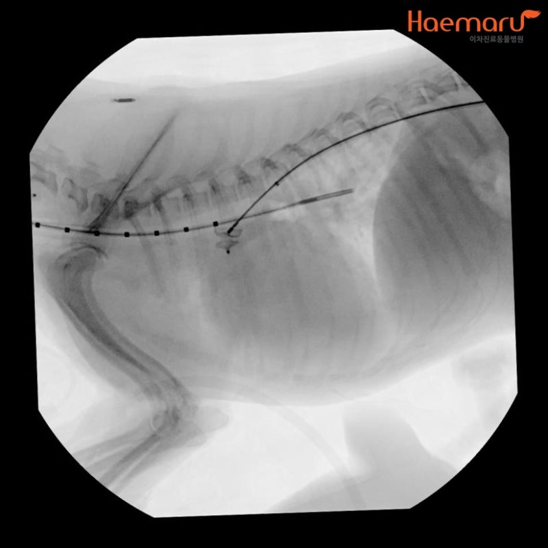 폐고혈압이 매우 심한 강아지의 PDA 비수술적 교정, ACDO 시술(bidirectional, R to L PDA) : 네이버 블로그