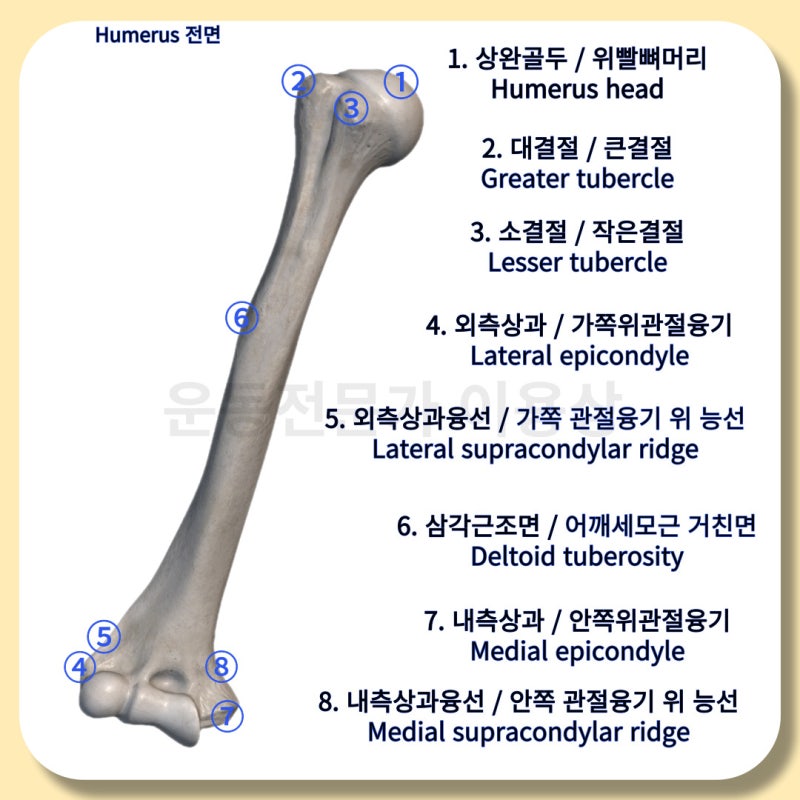 기능해부학기초골학 트레이너가 알려주는 상완골 위팔뼈 Humerus 명칭 한번에 끝내기 네이버 블로그