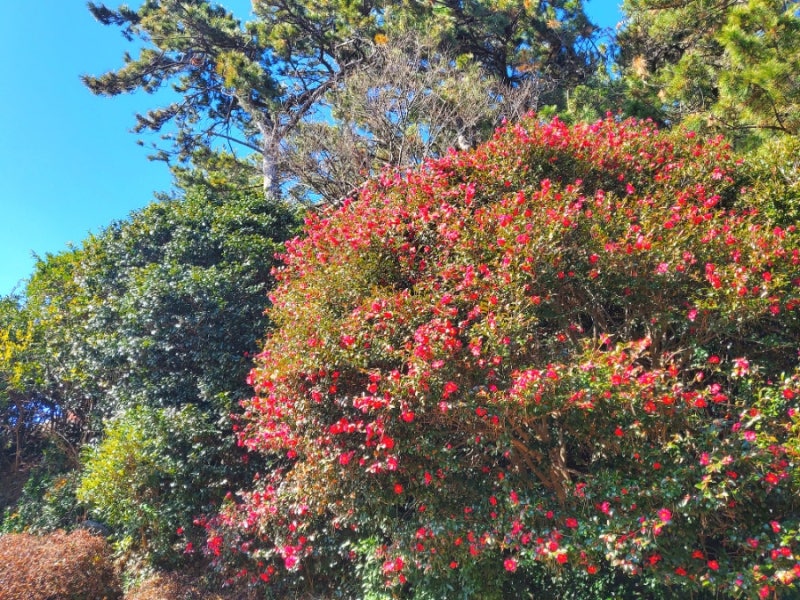 부산 동백섬 동백꽃 누리마루 외 볼거리 7 해운대 여행코스 꿀팁 네이버 블로그