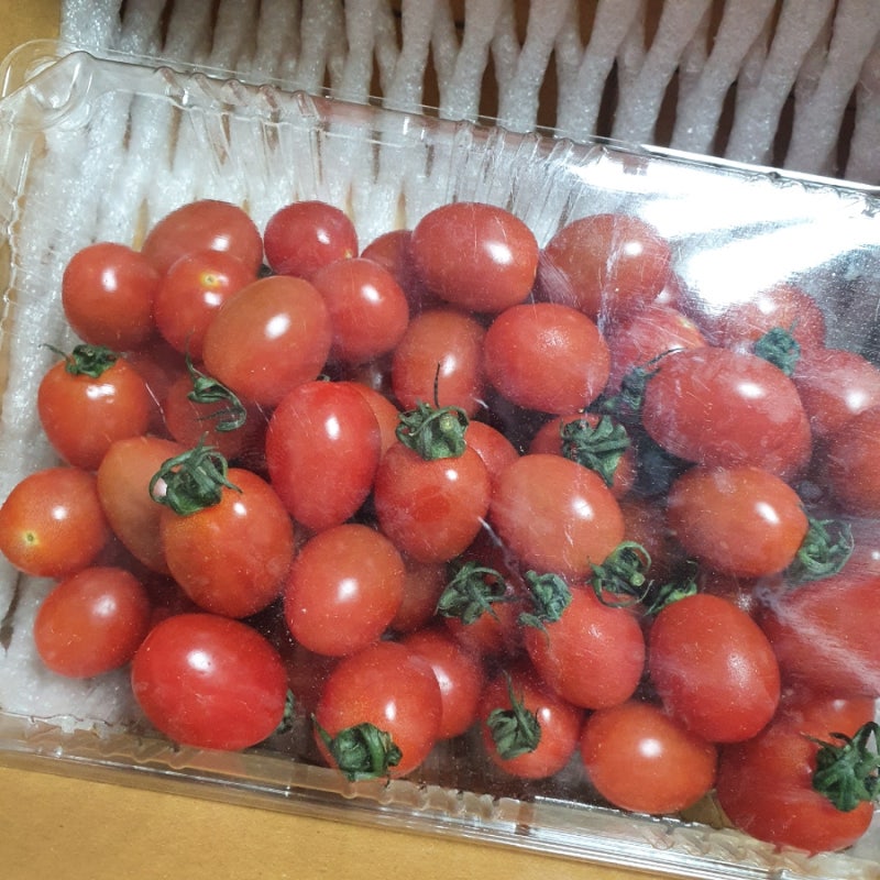 올웨이즈 4개월만에 드디어 작물 수확완료 토마토 배송왔어요😆 무료 수확 네이버 블로그