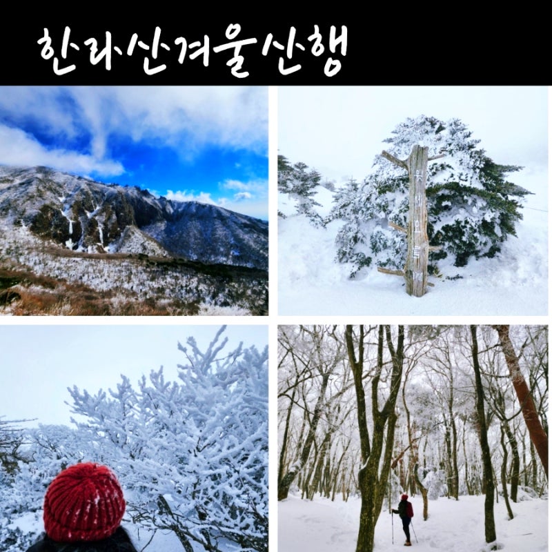 한라산 등산코스 추천 어리목에서 윗세오름 영실코스 겨울산행 네이버 블로그