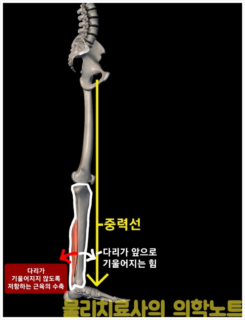 종아리 근육 뭉침 Or 종아리쥐 나는 이유 족저굴곡plantarflexion과 장모지굴근 장지굴근 긴장 네이버 블로그