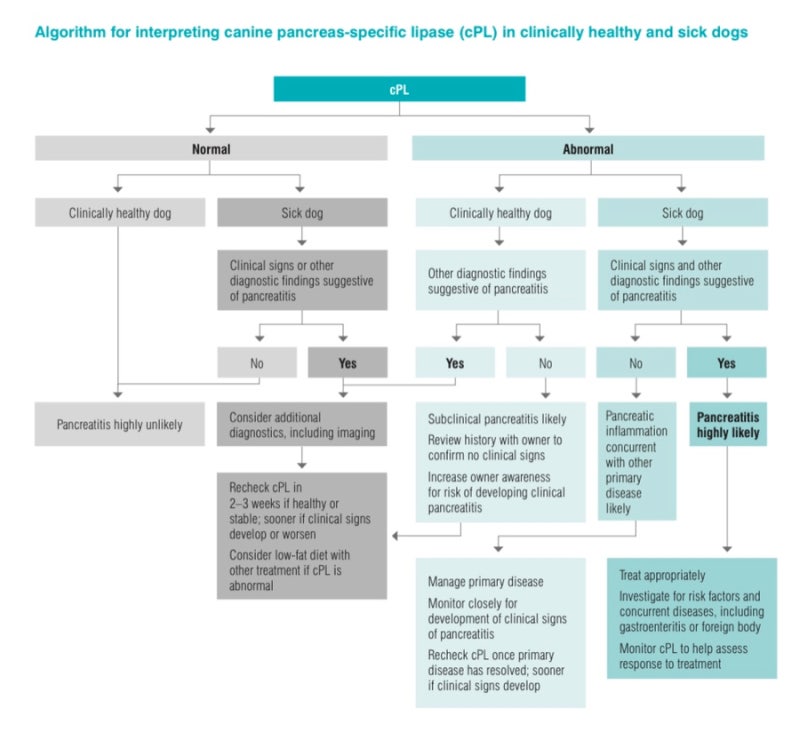 개의 췌장염 병인론과 진단방법에 대해서.. : 네이버 블로그