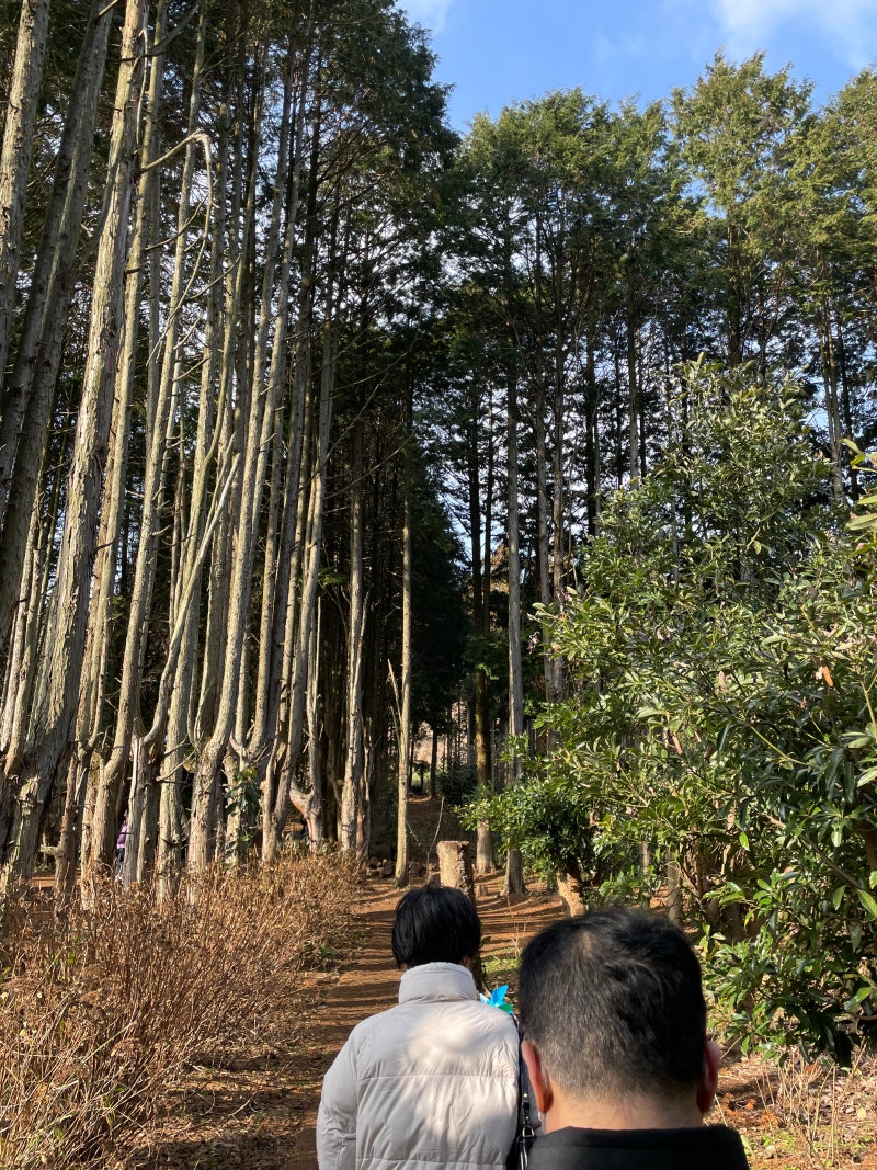 제주도 여행 동부 가볼 만한 곳 멋진 편백나무와 가득한 포토존 비밀의 숲 네이버 블로그