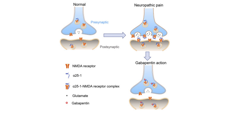 신경통증 치료제 프레가발린 Vs 가바펜틴 작용기전 부작용 차이점 Pregabalin Gabapentin